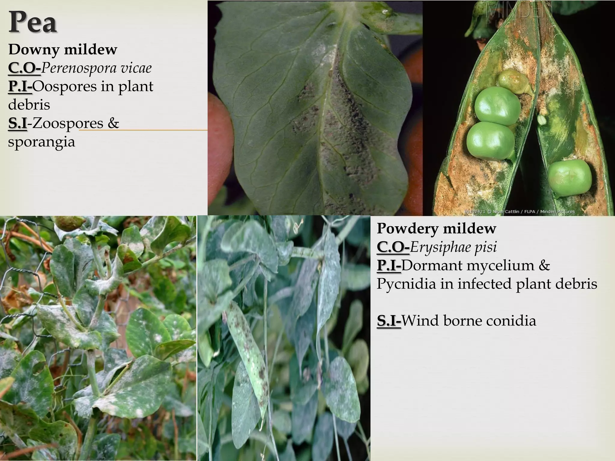 Disease Album of Plant Diseases | PDF