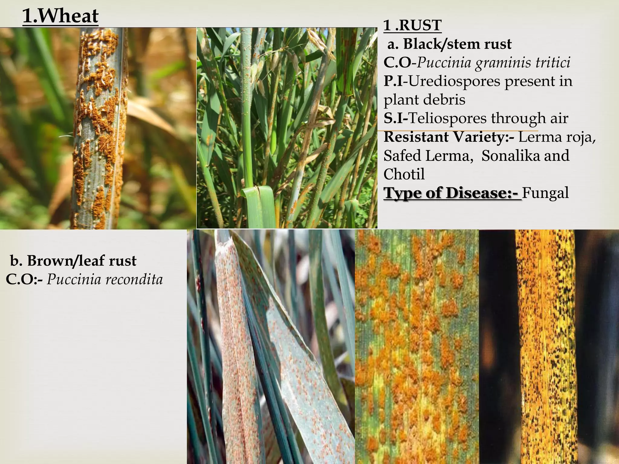 Disease Album of Plant Diseases | PDF