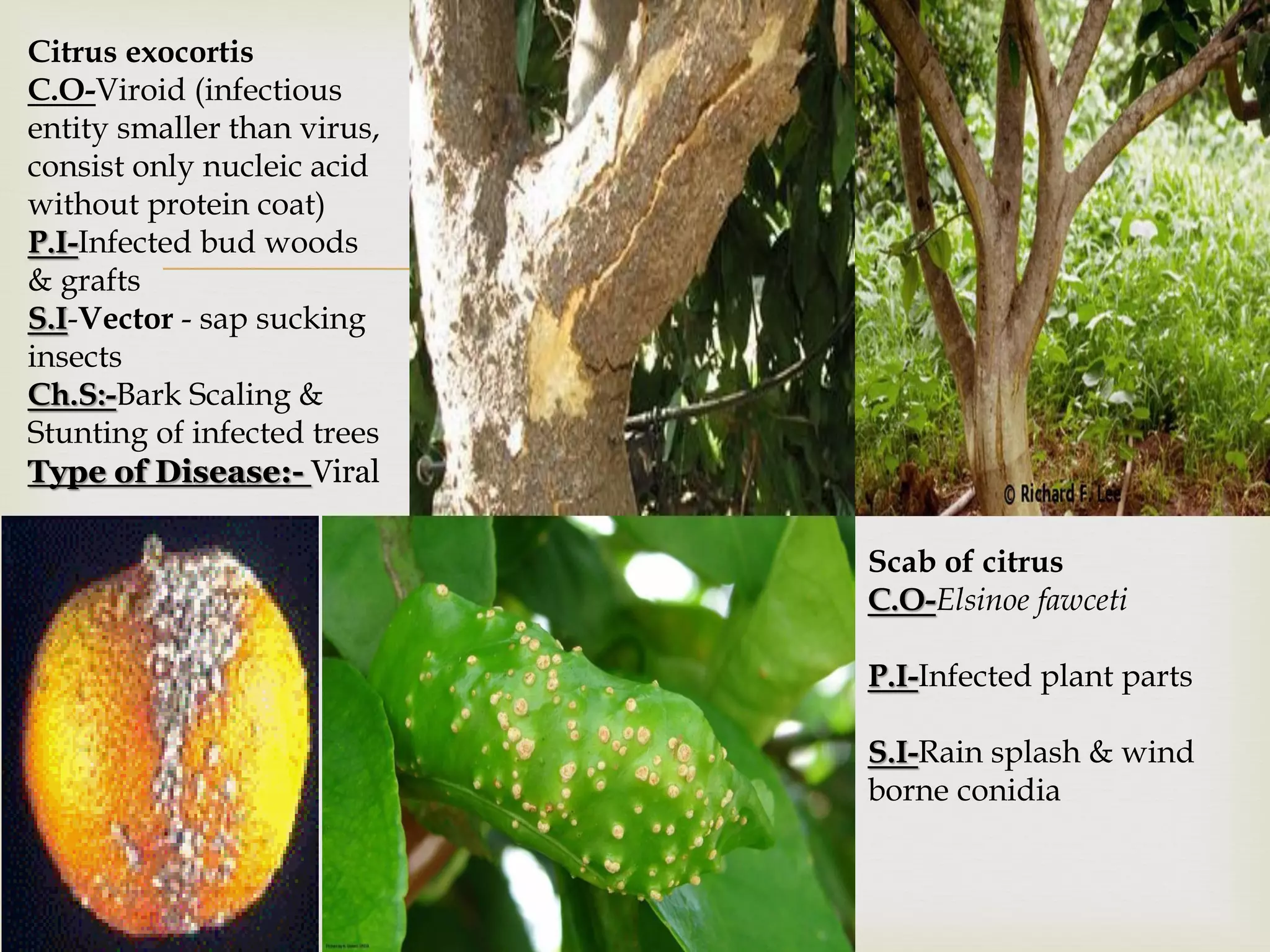 Disease Album of Plant Diseases | PDF