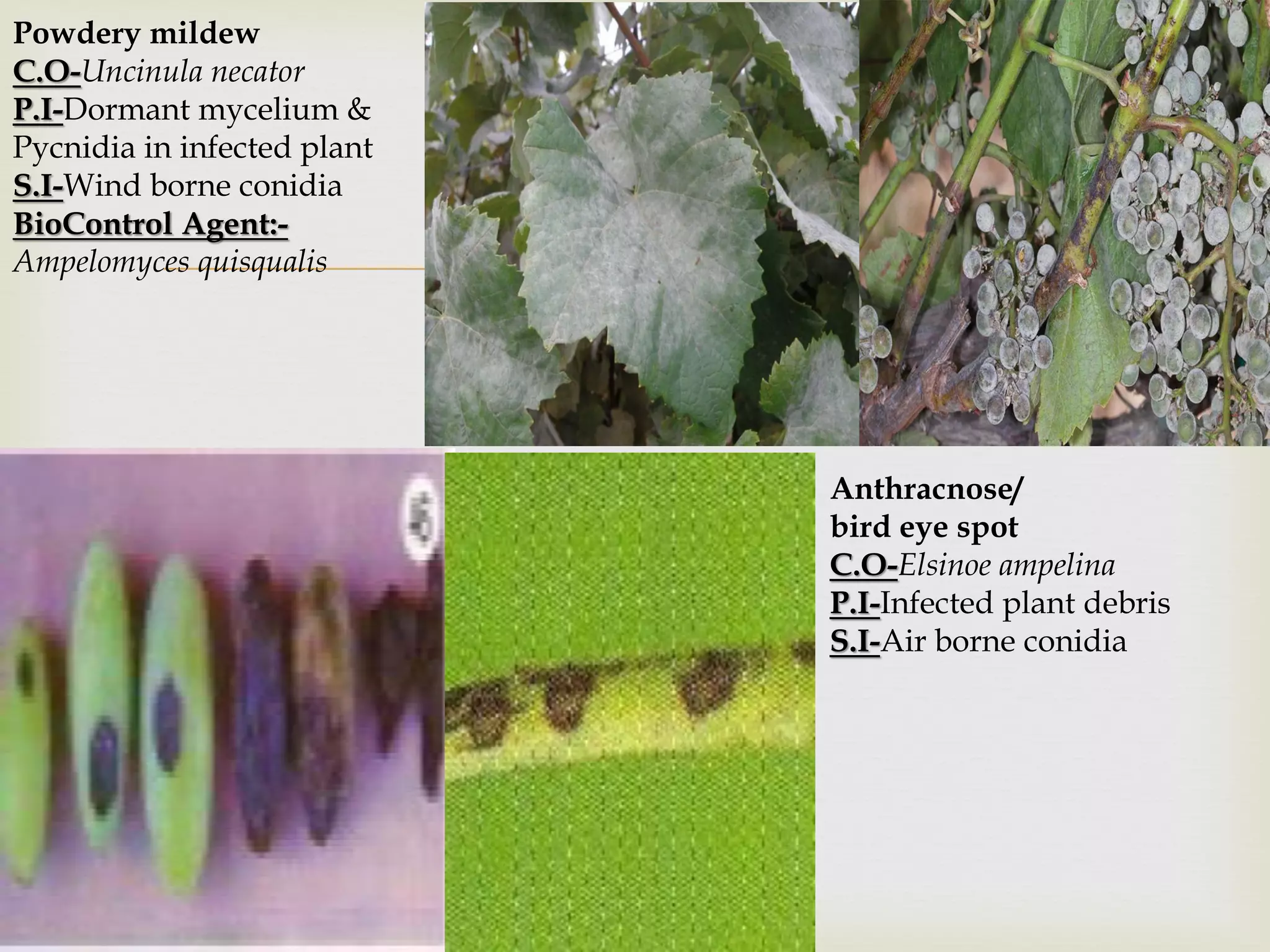 Disease Album of Plant Diseases | PDF