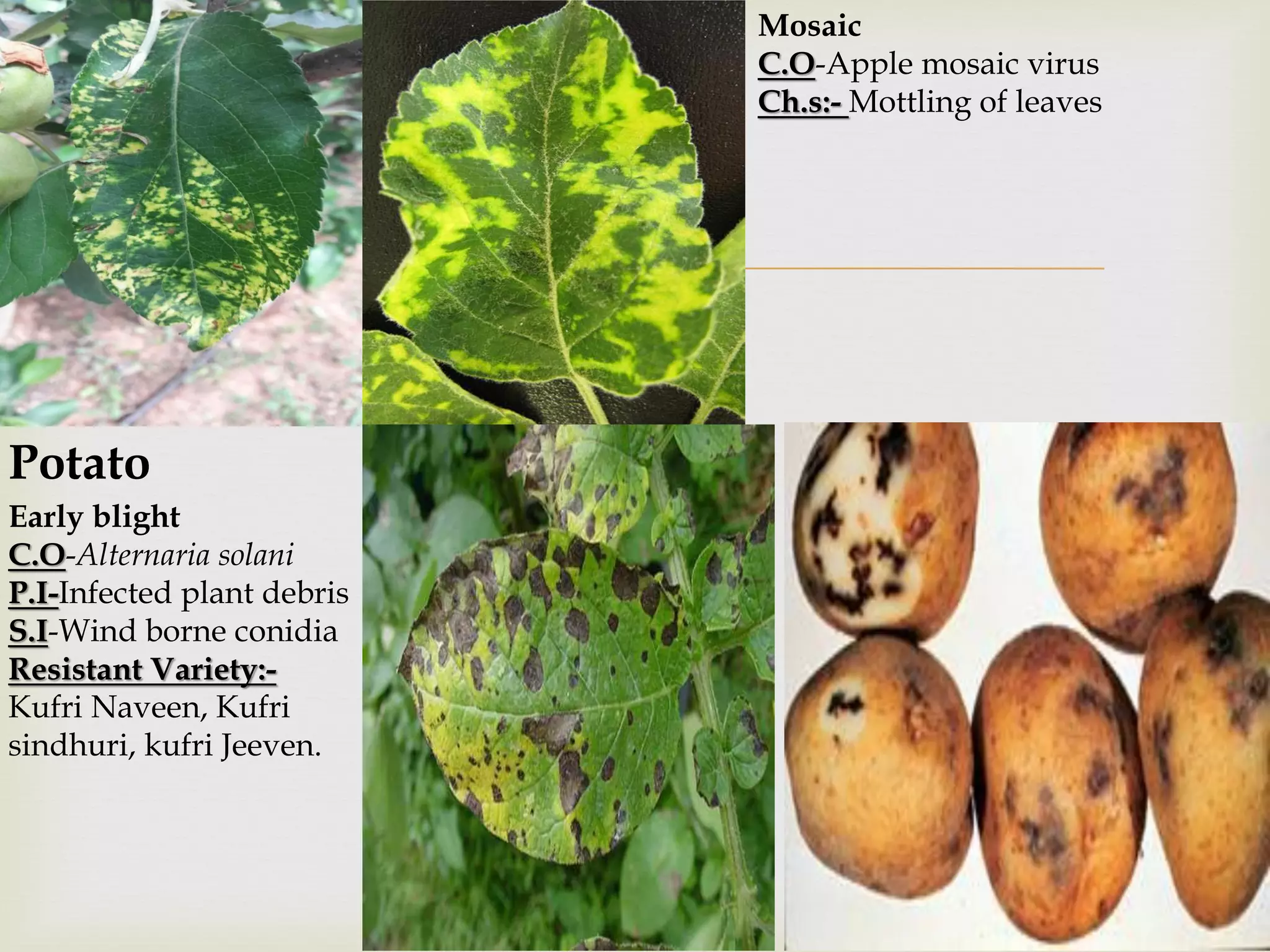 Disease Album of Plant Diseases | PDF