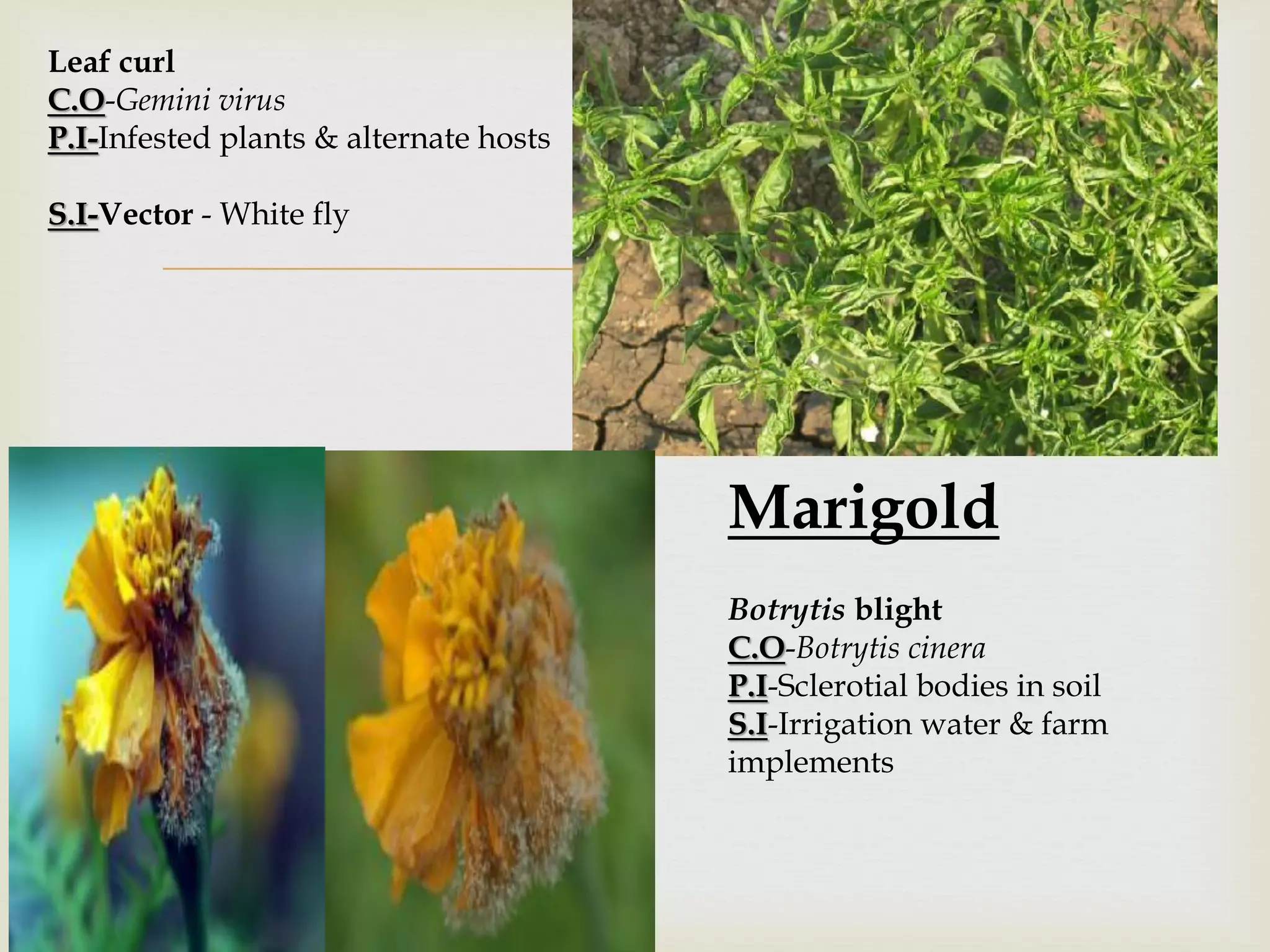 Disease Album of Plant Diseases | PDF