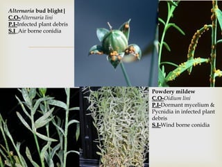 Disease Album of Plant Diseases | PDF