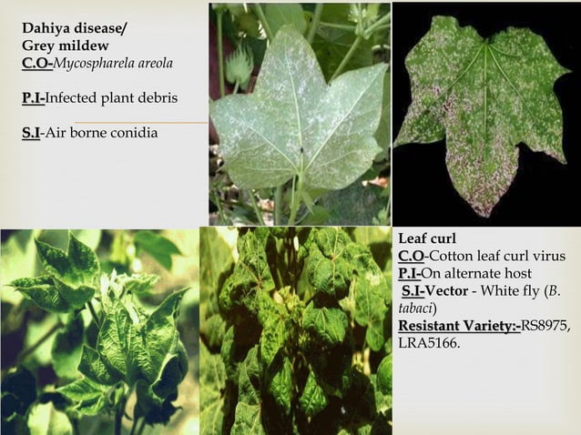 Disease Album of Plant Diseases | PDF | Gardening | Home & Garden