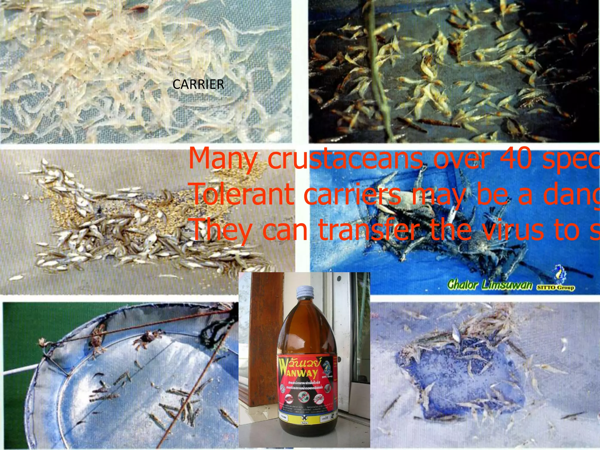Disease and management for shrimp culture | PPSX