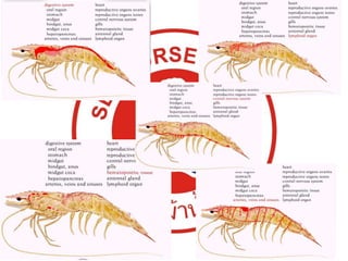 Disease and management for shrimp culture | PPSX
