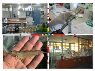 Disease and management for shrimp culture | PPSX