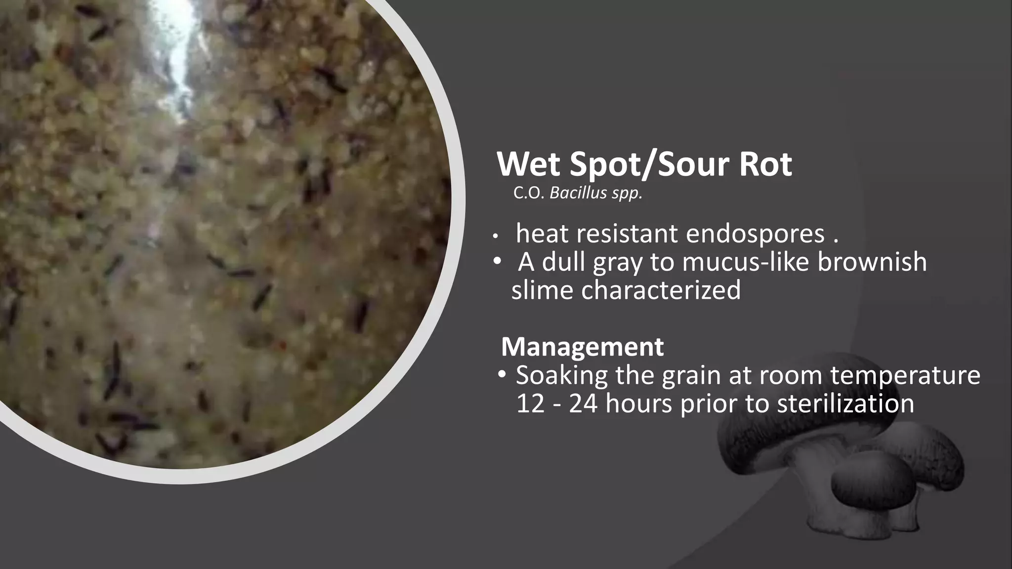 Disease and pest managment of mushroom | PPTX