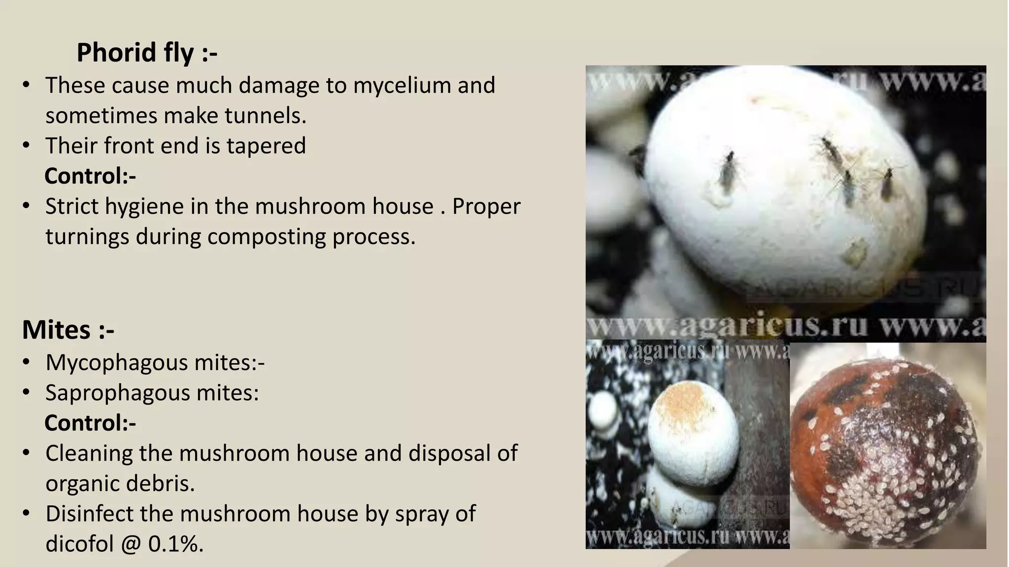Disease and pest managment of mushroom | PPTX