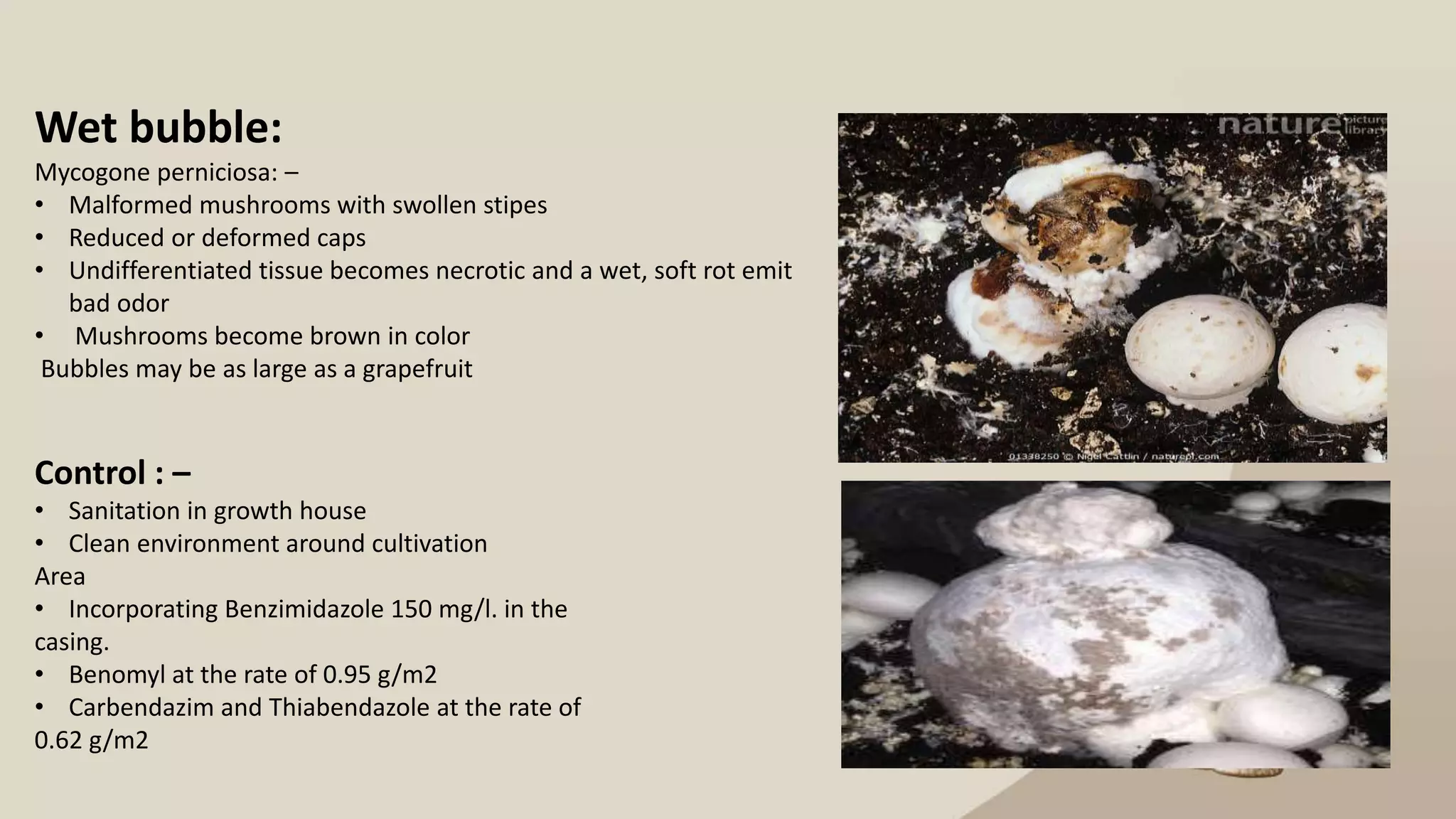 Disease and pest managment of mushroom | PPTX