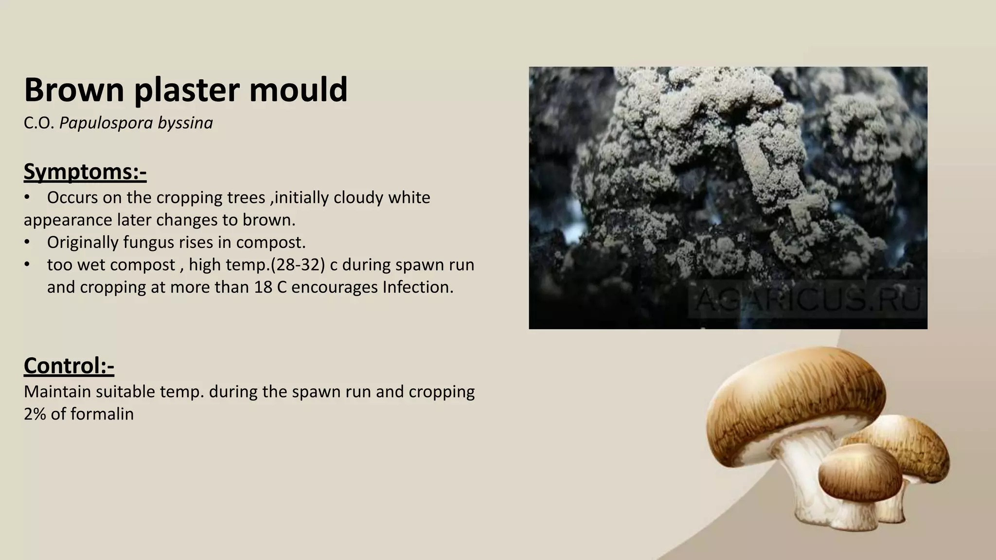 Disease and pest managment of mushroom | PPTX