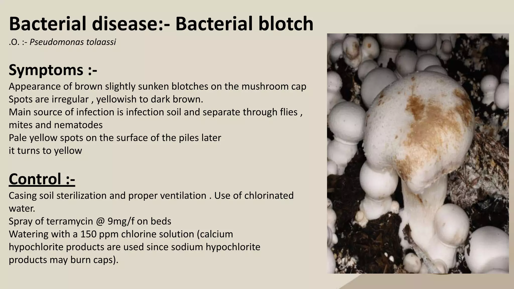 Disease and pest managment of mushroom | PPTX