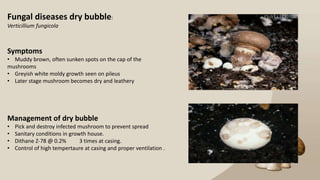 Disease and pest managment of mushroom | PPTX