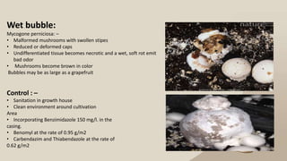 Disease and pest managment of mushroom | PPTX