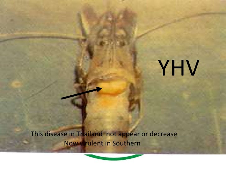 Disease by viral pathogen