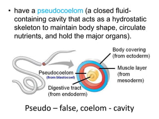 Disease causing nematodes and its affect on plants | PPT