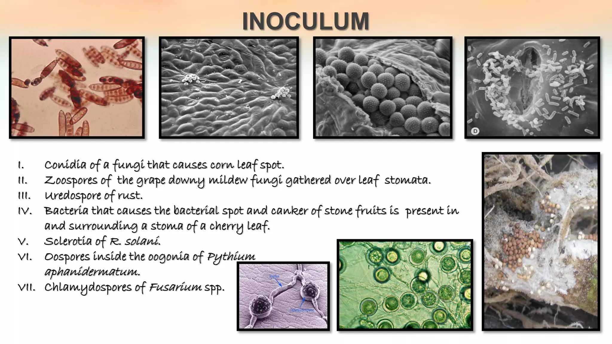 Disease cycle in plant diseases | PDF