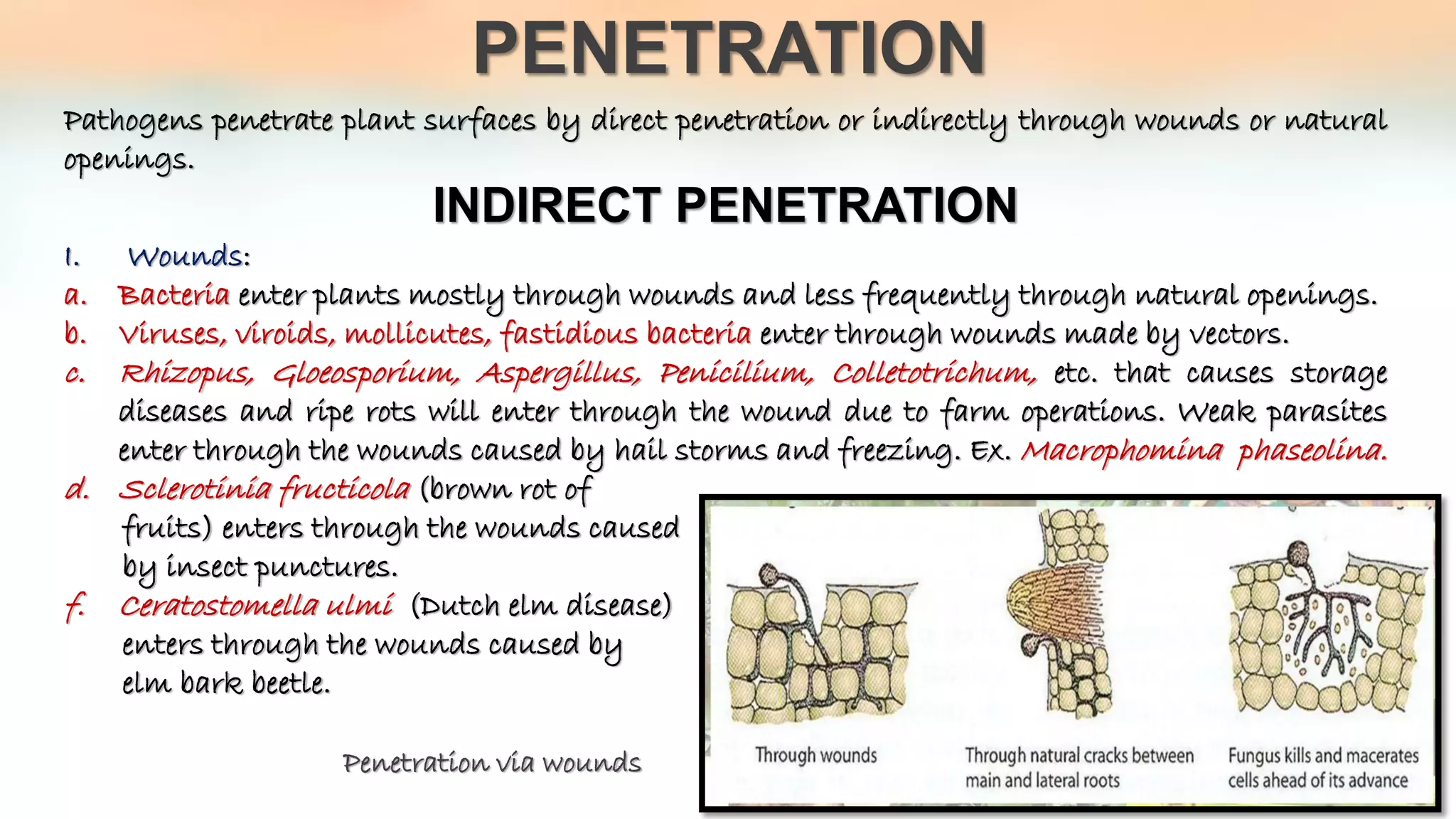 Disease cycle in plant diseases | PDF