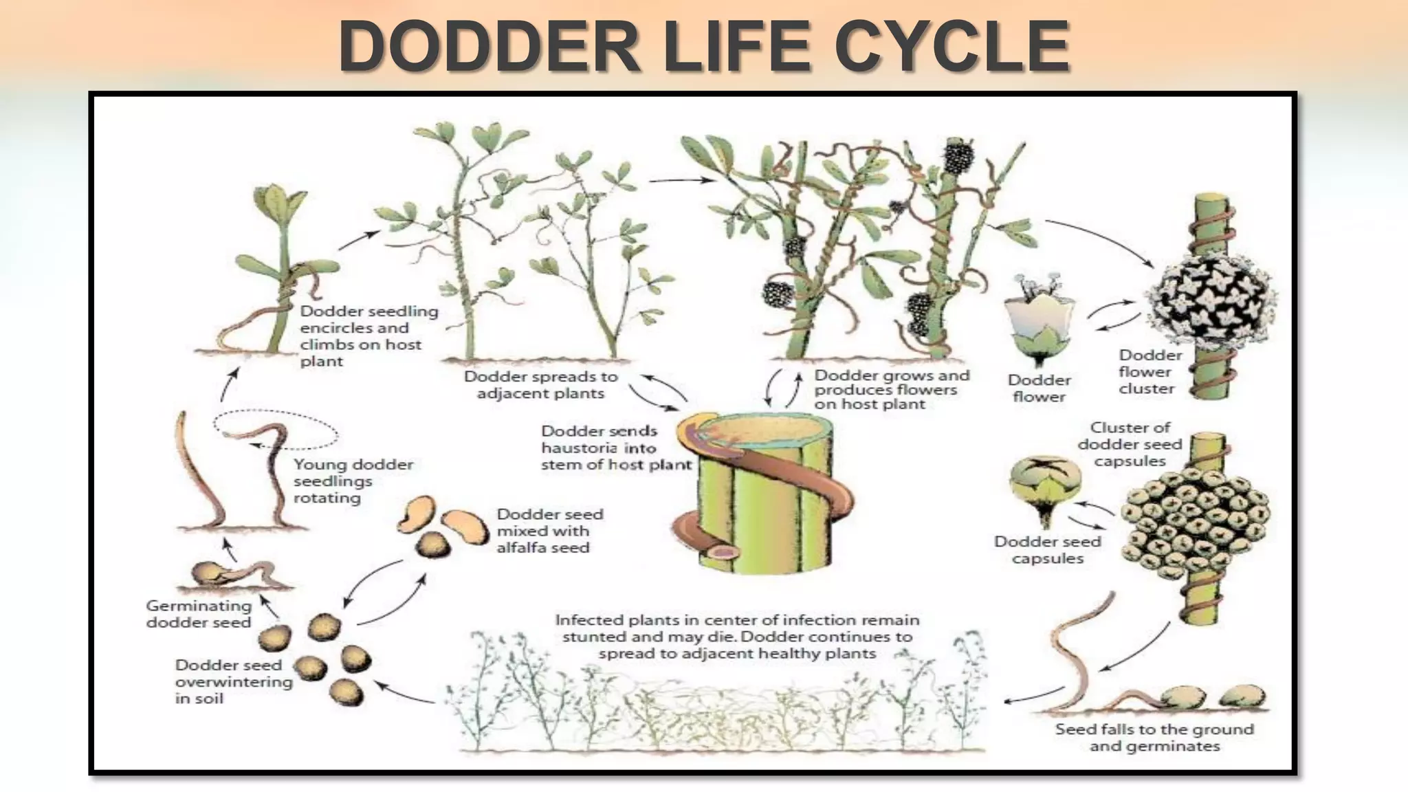 Disease cycle in plant diseases | PDF