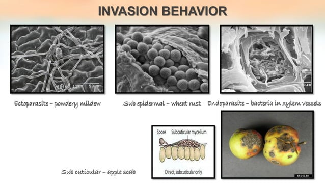 Disease cycle in plant diseases | PDF | Infectious Diseases | Diseases ...