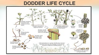Disease cycle in plant diseases | PDF