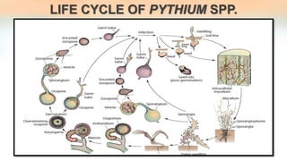 Disease cycle in plant diseases | PDF