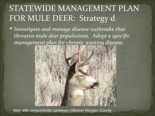 Wildlife Disease & Deer — Dec. 2010 Board Meeting | PPT