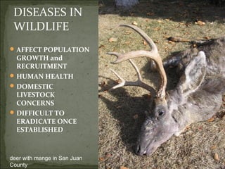 Wildlife Disease & Deer — Dec. 2010 Board Meeting | PPT