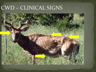 Wildlife Disease & Deer — Dec. 2010 Board Meeting | PPT