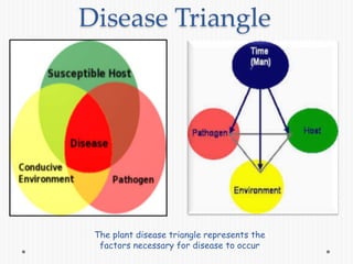 Disease forcasting | PPTX