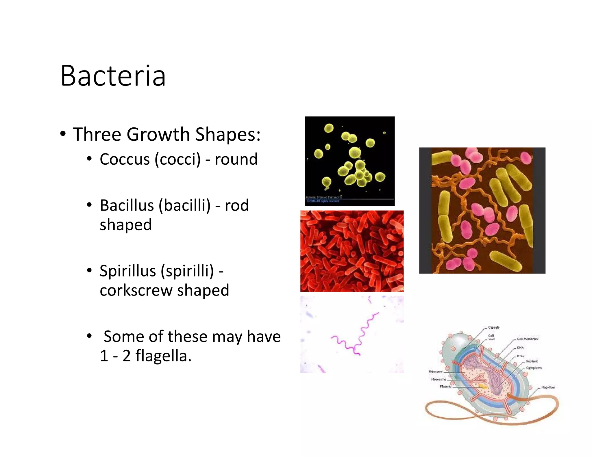 Plant Disease Identification and Life Cycle | PDF