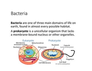 Plant Disease Identification and Life Cycle | PDF