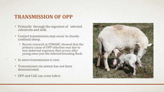 Disease management | PPTX