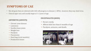 Disease management | PPTX