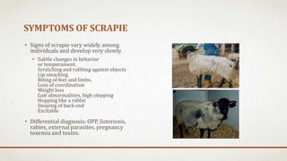 Disease management | PPTX