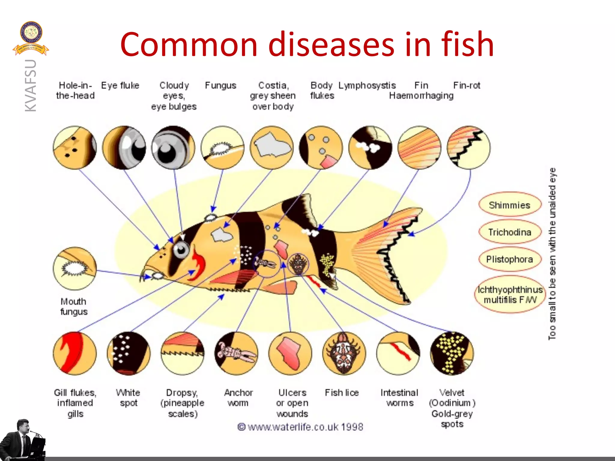 Disease management in Aquaculture | PDF