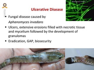 Disease management in Aquaculture | PDF