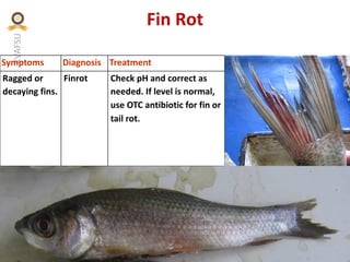 Disease management in Aquaculture | PDF