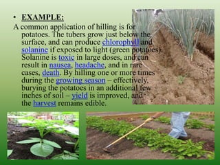 Disease management in organic crops | PPTX