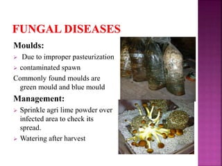 Disease managment in Mushroom A Presentation By Mr Allah Dad khan ...