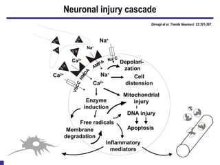 Disease modification in epilepsy therapy | PPT | Brain and Nervous ...