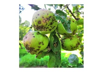 Disease of apple in detail study with example.pptx