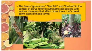 DISEASE OF CITRUS FRUITS: LIKE, ORANGE,L | PPTX