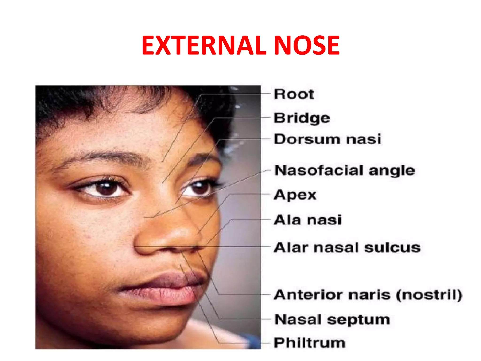 Disease of External Nose & Nasal Cavity | PPTX
