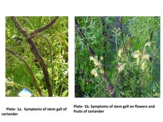 Disease of fennel & coriander | PPTX