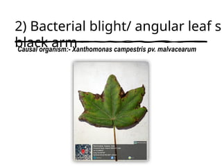 Disease of field and horticultural crops and their Identification.pptx