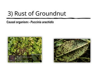 Disease of field and horticultural crops and their Identification.pptx
