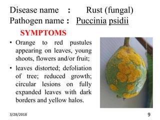 Disease of guava and its management by rafiq | PPTX