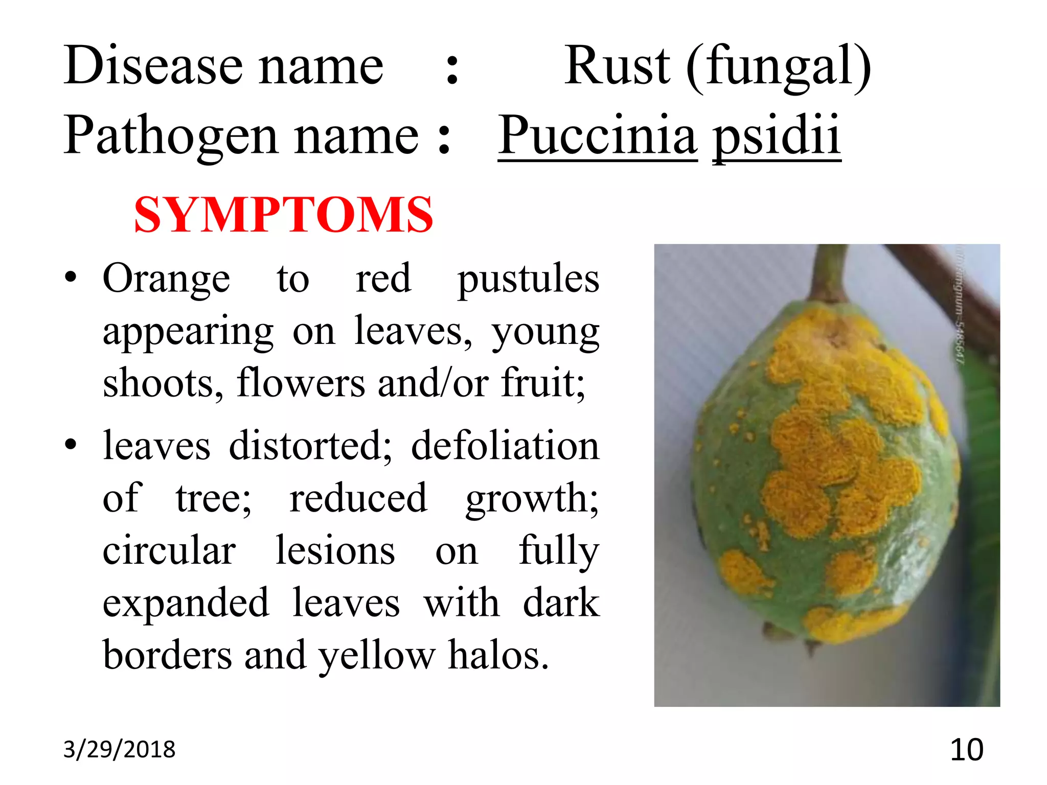 Presentation on Disease of Guava and Management | PPTX