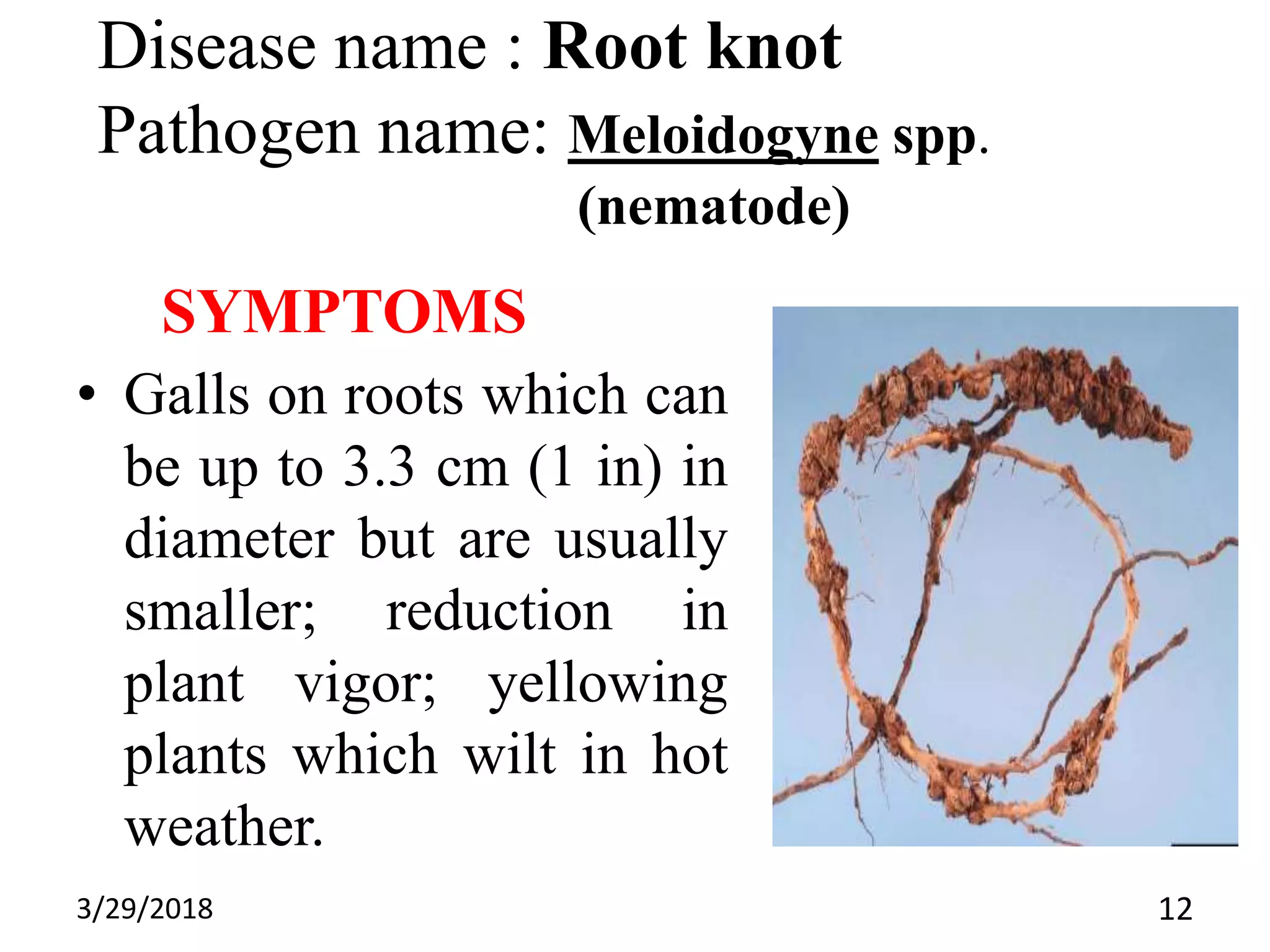 Presentation on Disease of Guava and Management | PPTX